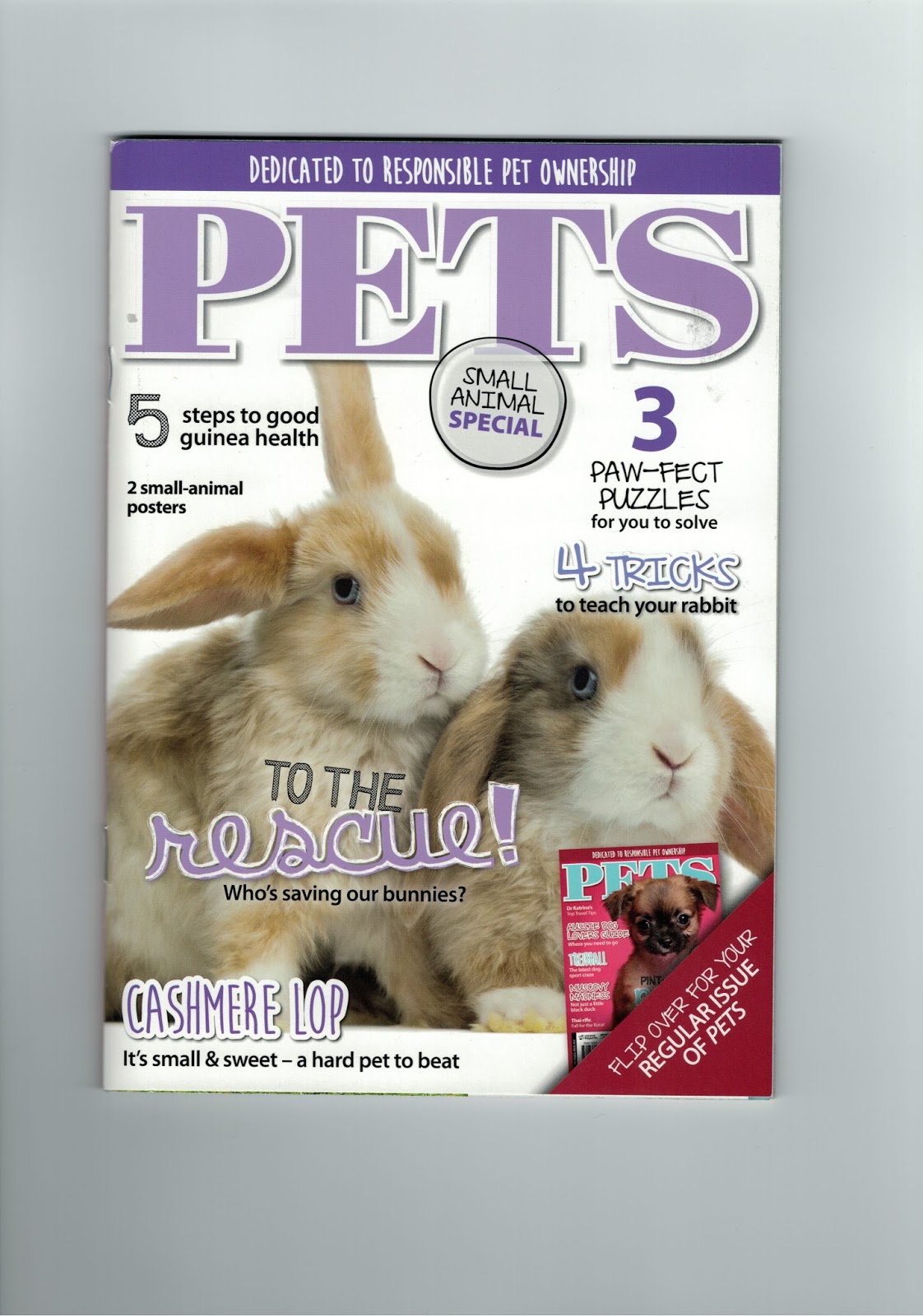 All Things Guinea Pig: An article in the PETS magazine