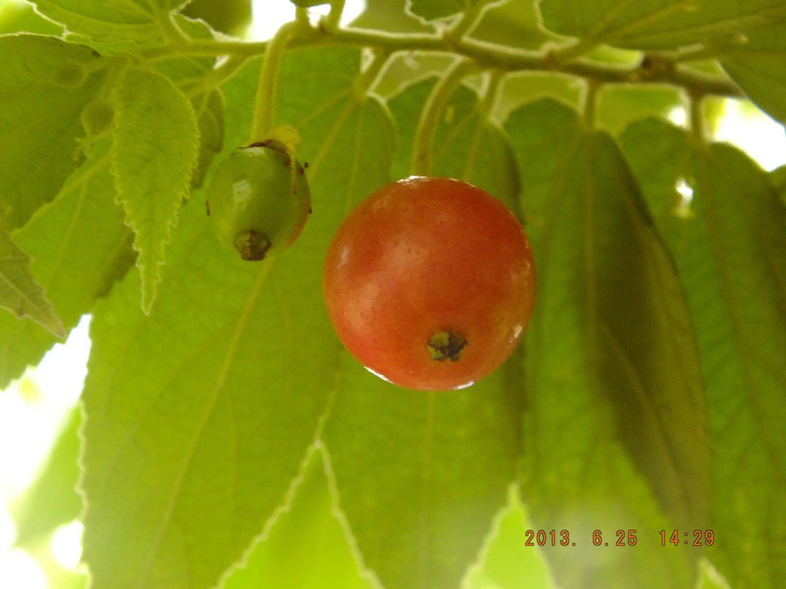 Photography with Dr. Ernie.: Plant/Tree: Muntingia Calabura (aratiles ...