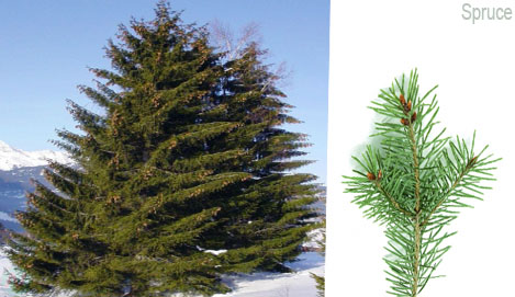 Tree & Plant Species Names & Images | Necessary Vocabulary - Necessary ...