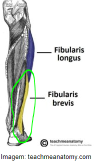Músculo Fibular longo e curto