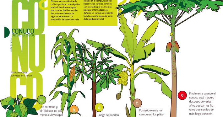 Mitos de Origen: Conuco: huerta familiar