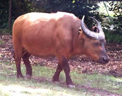 PAISAGENS NATURAIS - VIDA SELVAGEM ANIMAL: Pacassa Angolana