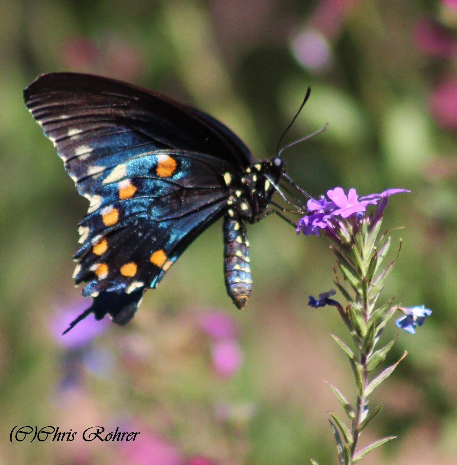 Las Aventuras: The Pipevine Butterfly