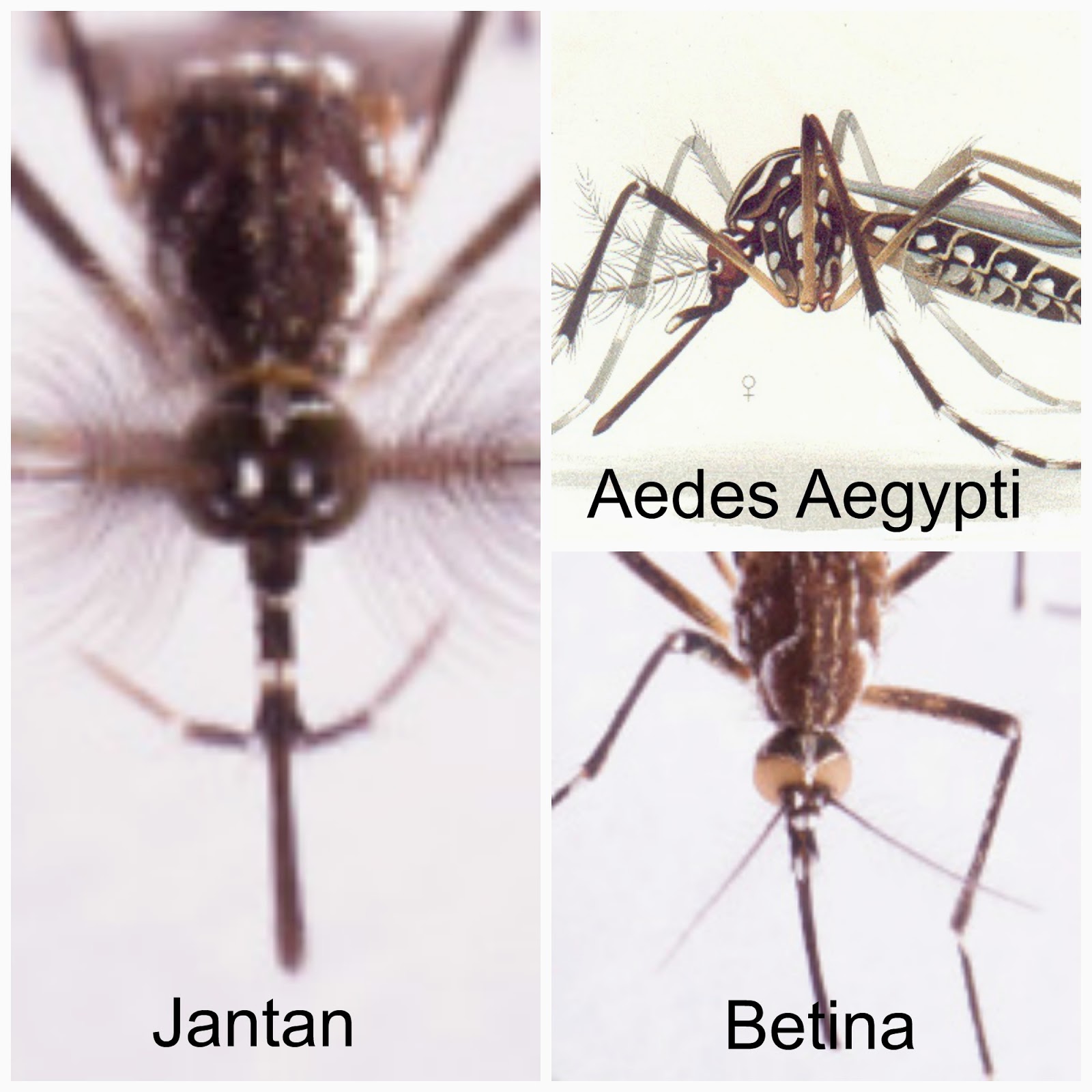 Jangan Kasi Muka Pada Aedes.... ~ AUTISM - A GIFT FROM HEAVEN