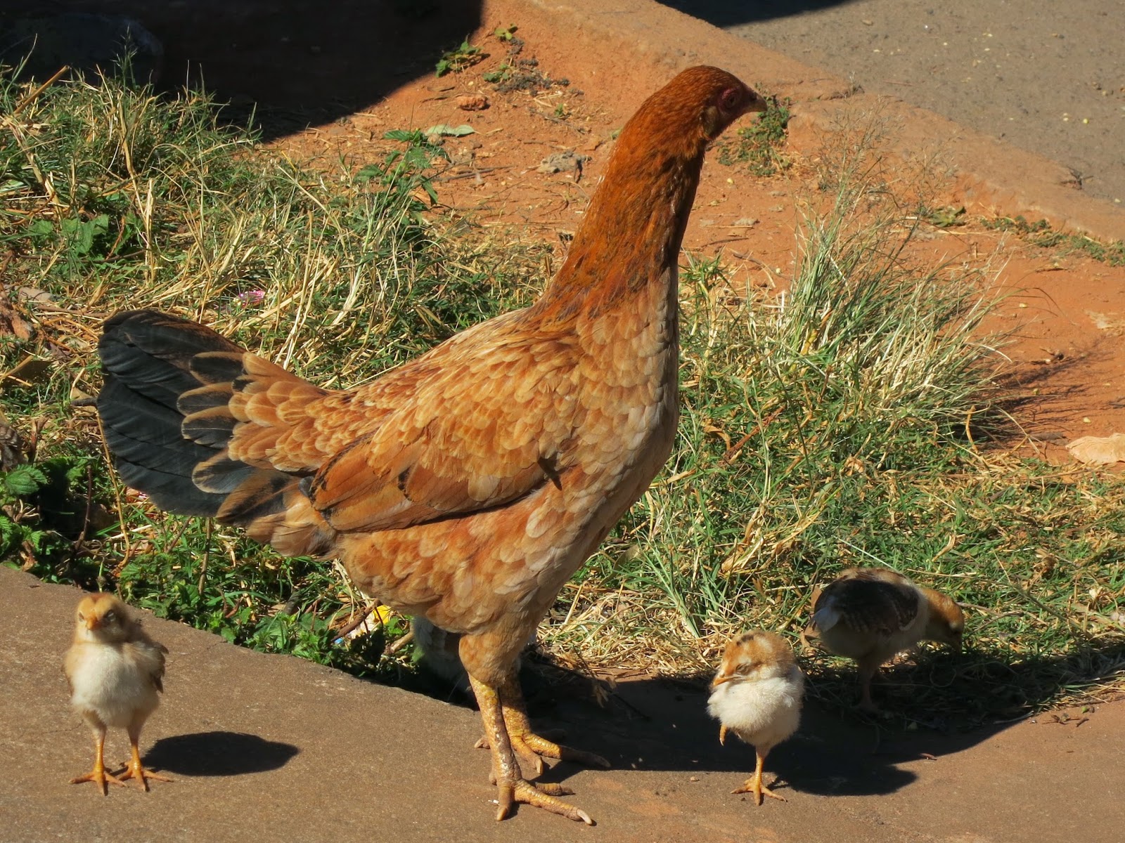 Steve and Michele in Madagascar