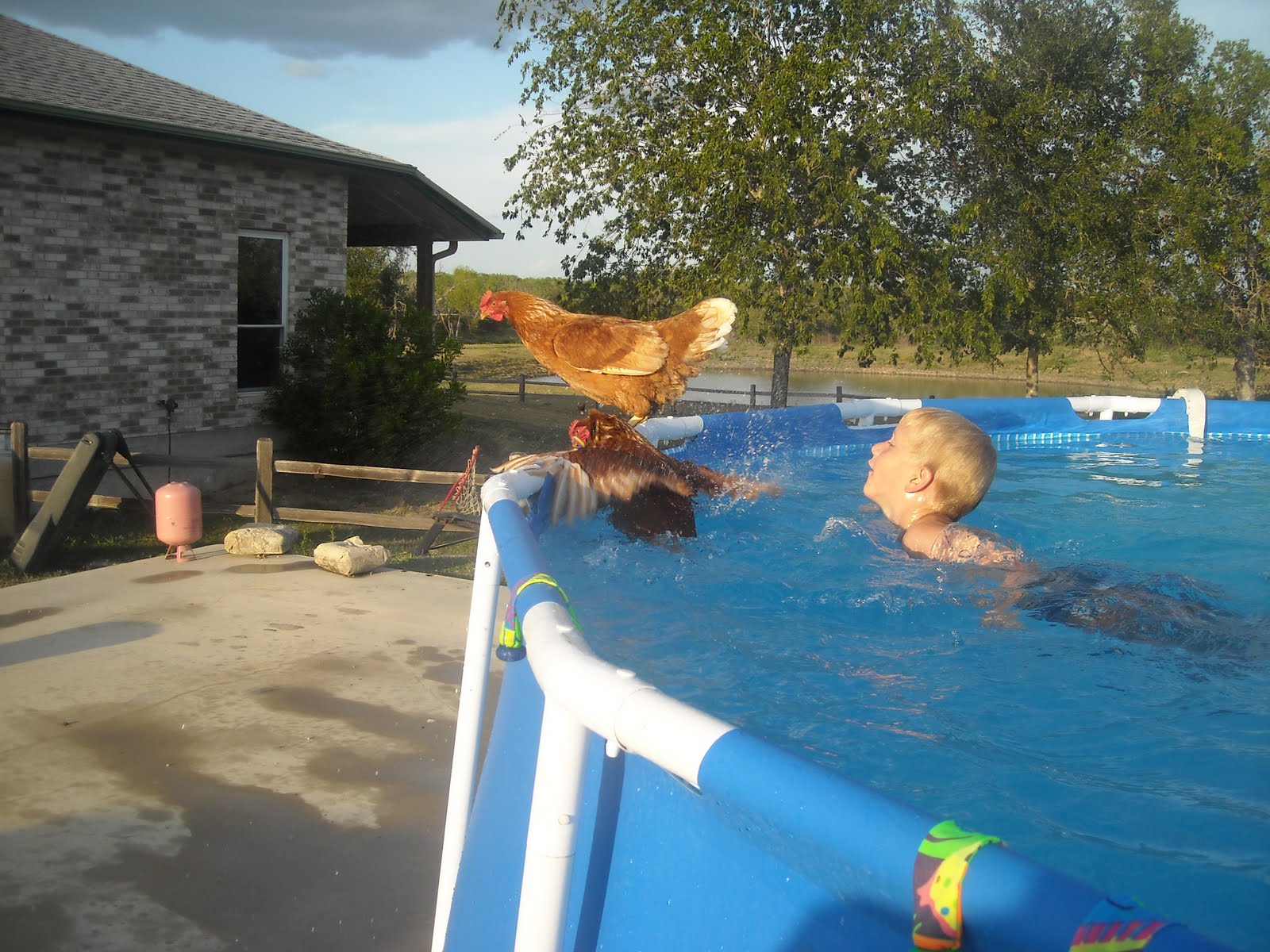 You, More Organized: Swimming Chicken