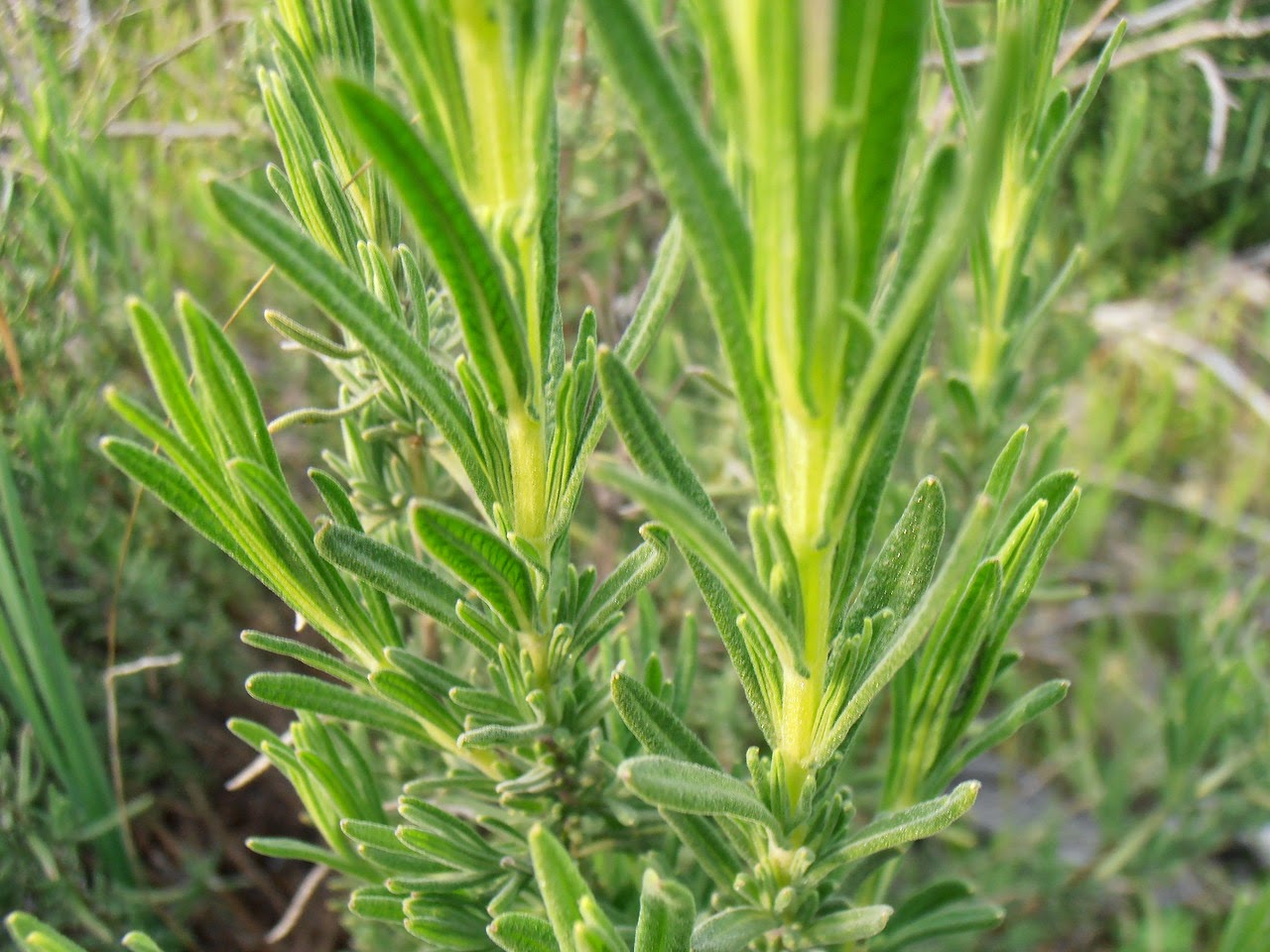 plantas Medicinales: Los Beneficios de el Alhucema