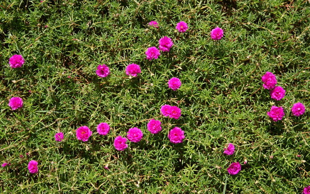 ♣ Vriksha ♣ Sasya ♣ Lata ♣: gaddi gulabi / Portulaca grandiflora/ moss rose