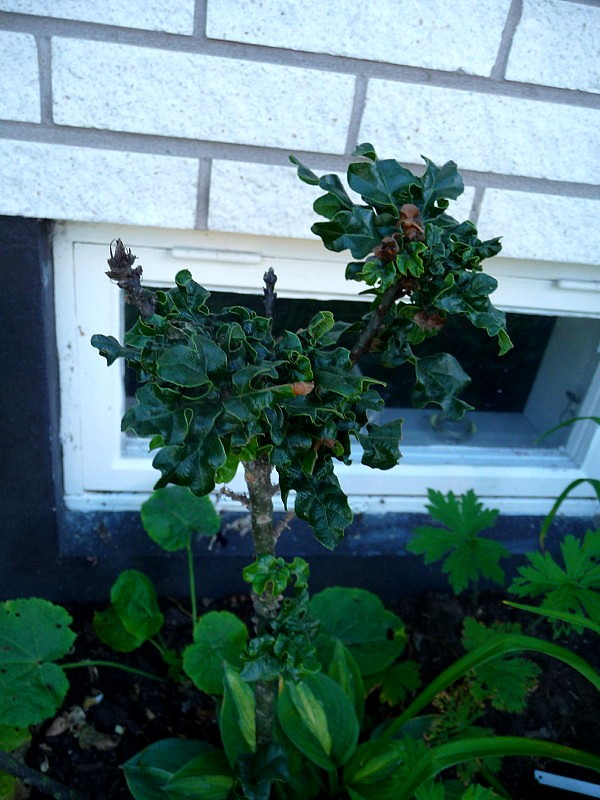 Trädgård och lite annat: Höstrusk