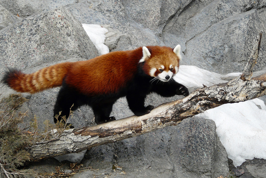 Inilah Panda Merah yang Terancam Punah