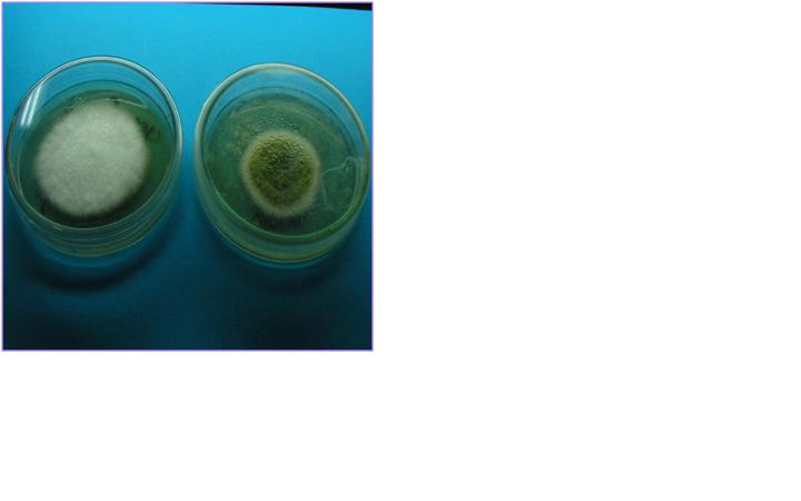 My World Fisheries: Prosedur Uji Kapang dan Khamir