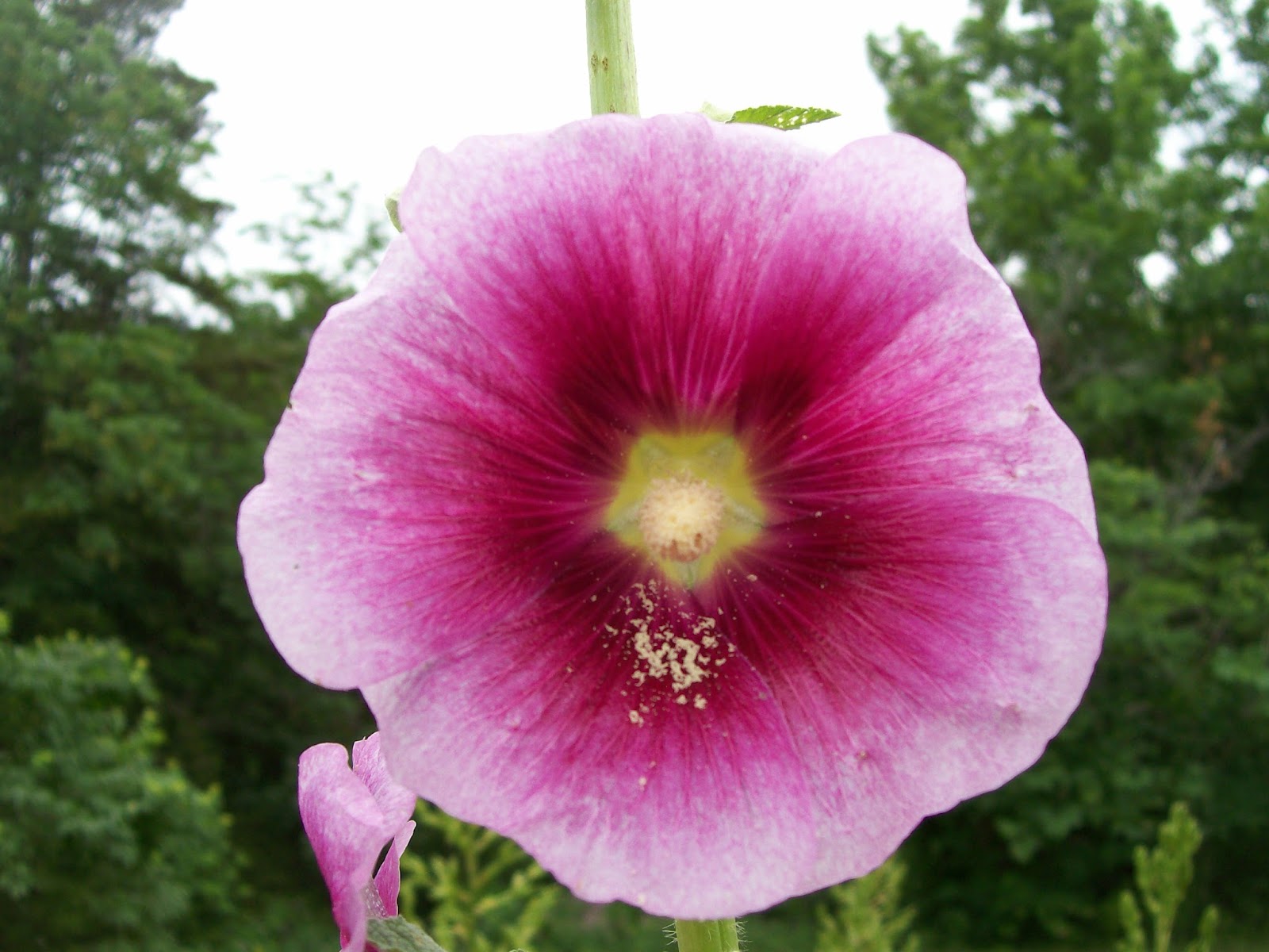 Intuitive Value: Spring to Mid-Summer Garden and Landscape