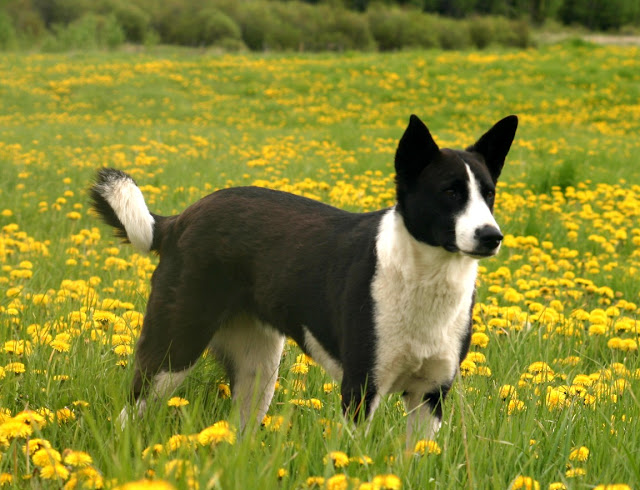 The Alberta Canaan Dog Crew: My "Golden" Crew