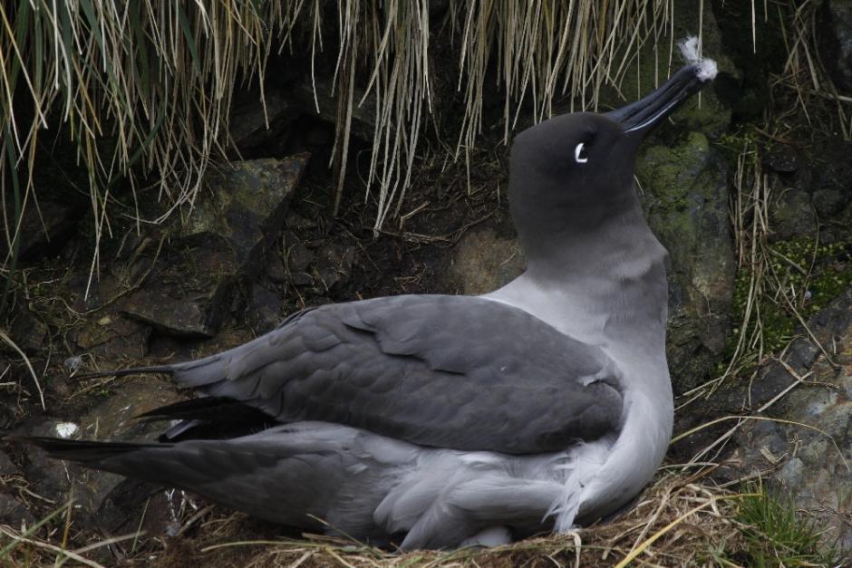 Argentina nativa: Albatros manto claro (Phoebetria palpebrata)