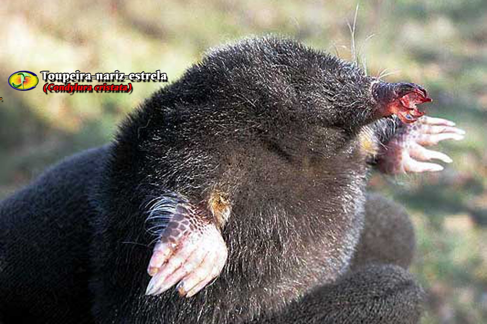 Zoologia: Toupeira-nariz-de-estrela (Condylura cristata)
