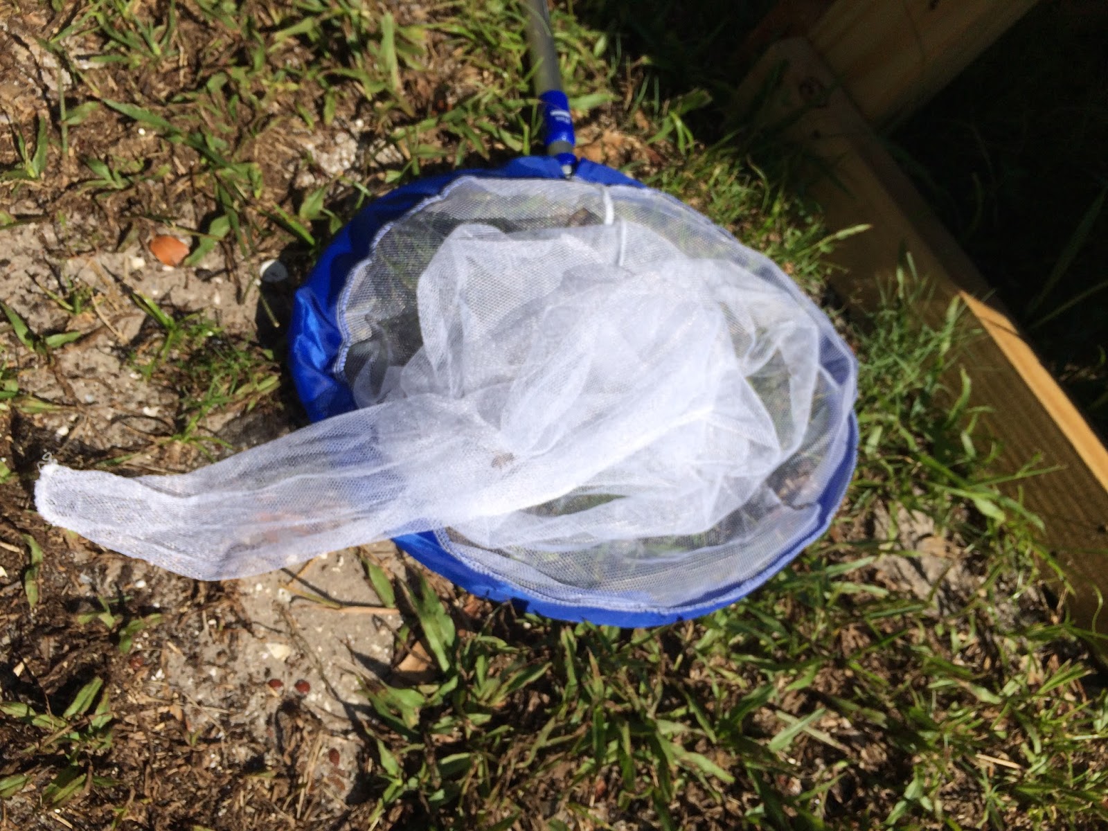 Florida Bee Farm: Bee Jail and a new Tree "nuc"