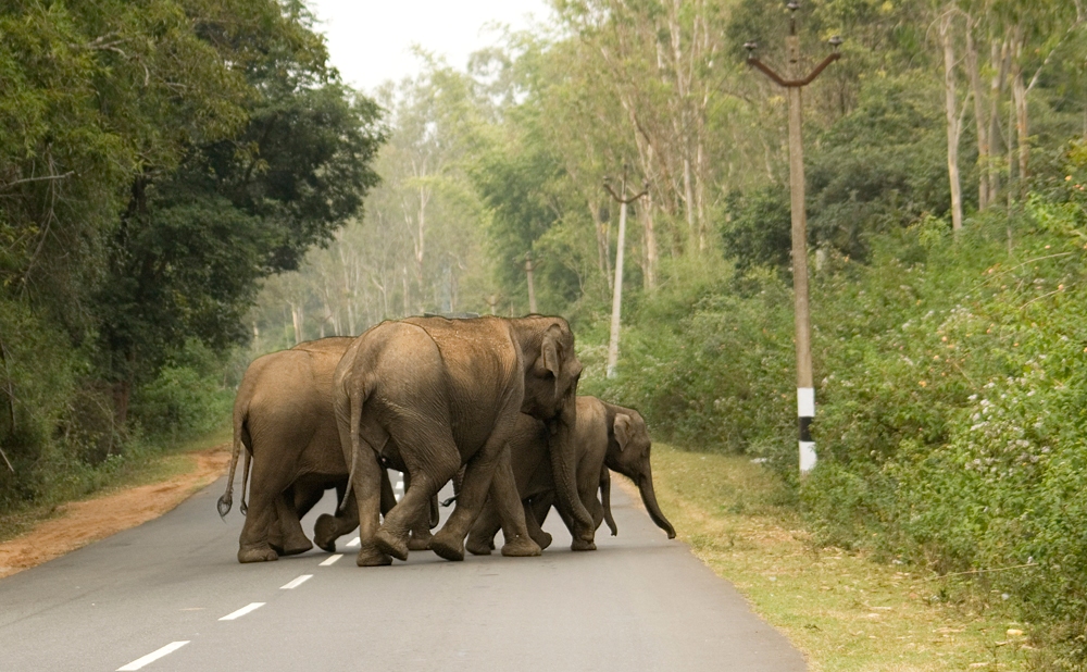 Tamilnadu Tourism: Sathyamangalam Wildlife Sanctuary and Tiger Reserve