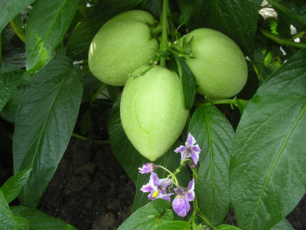 voice of the trees: Pepino melon or pear