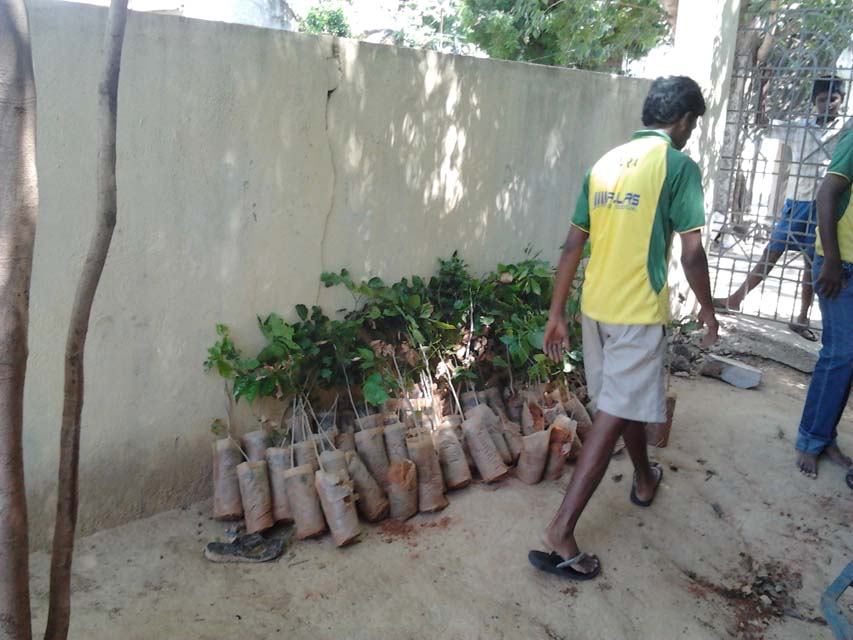 Pillars of India: The “Green 500” Tree Plantation Project – Session 2