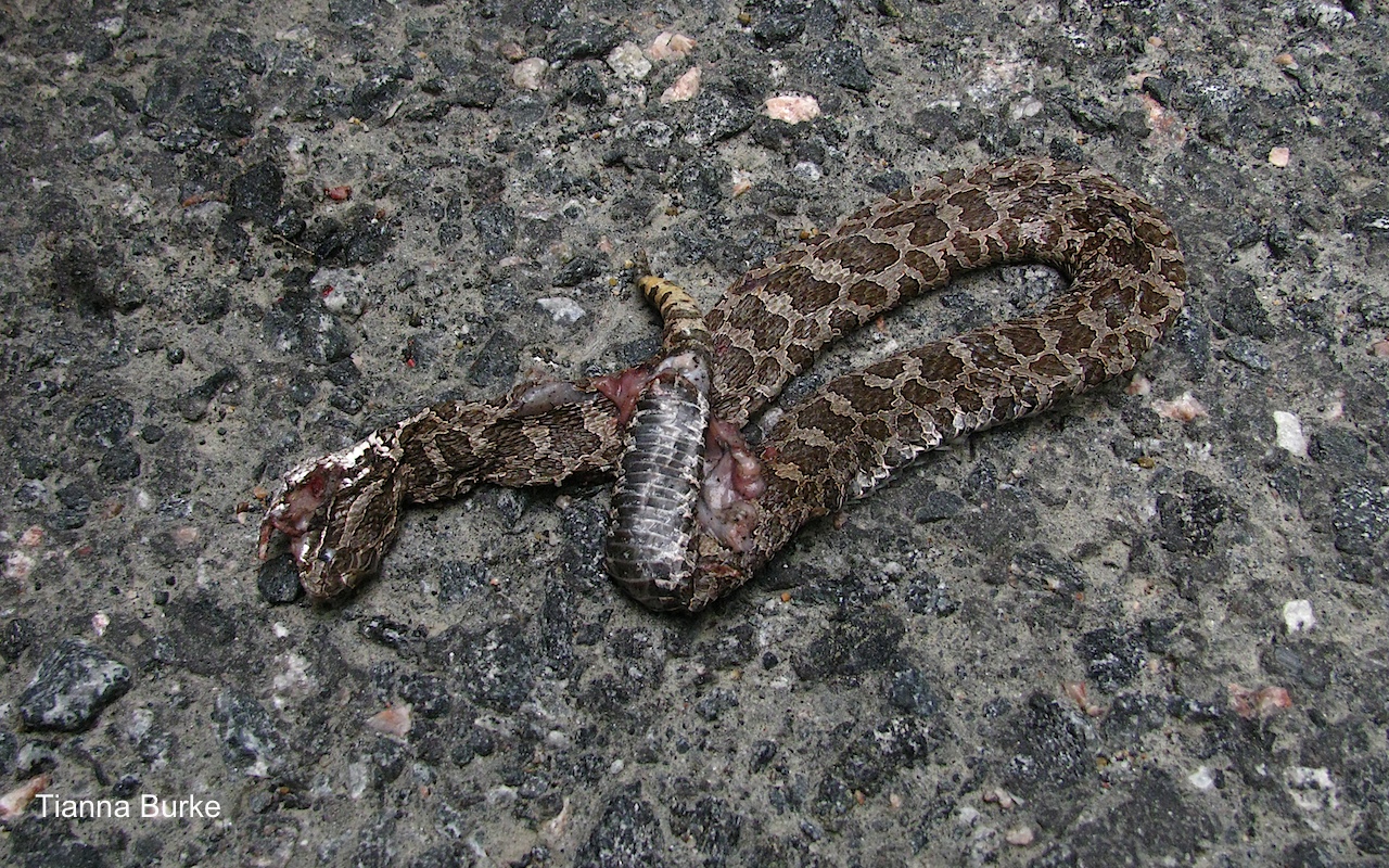 Ramblings of a Wildflower: Long Weekend in Killbear Provincial Park