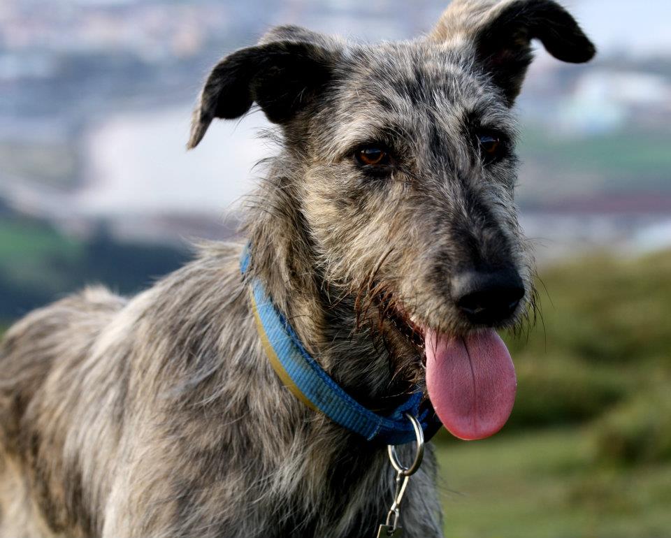 Aventuras y desventuras caninas de dos perros geniales: febrero 2013