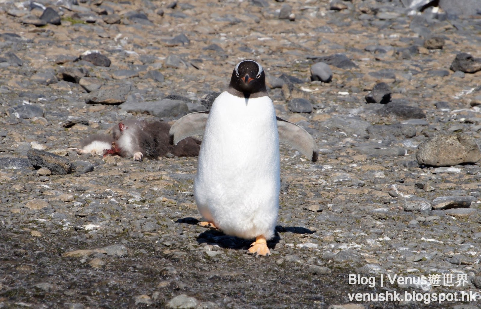 Venus遊世界: Day 11 南極第二站上篇──布朗海崖Brown Bluff