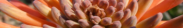 Nombres de plantas que empiezan por U | Plantas rioMoros