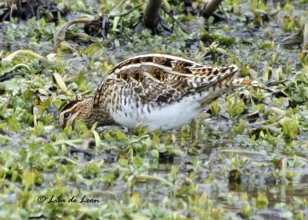 Common Snipe - Various Bird Species