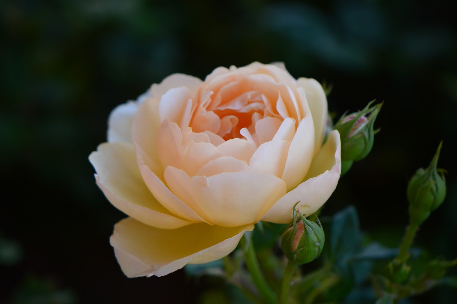A Small, Sunny Garden: Wordless Wednesday: Two Roses