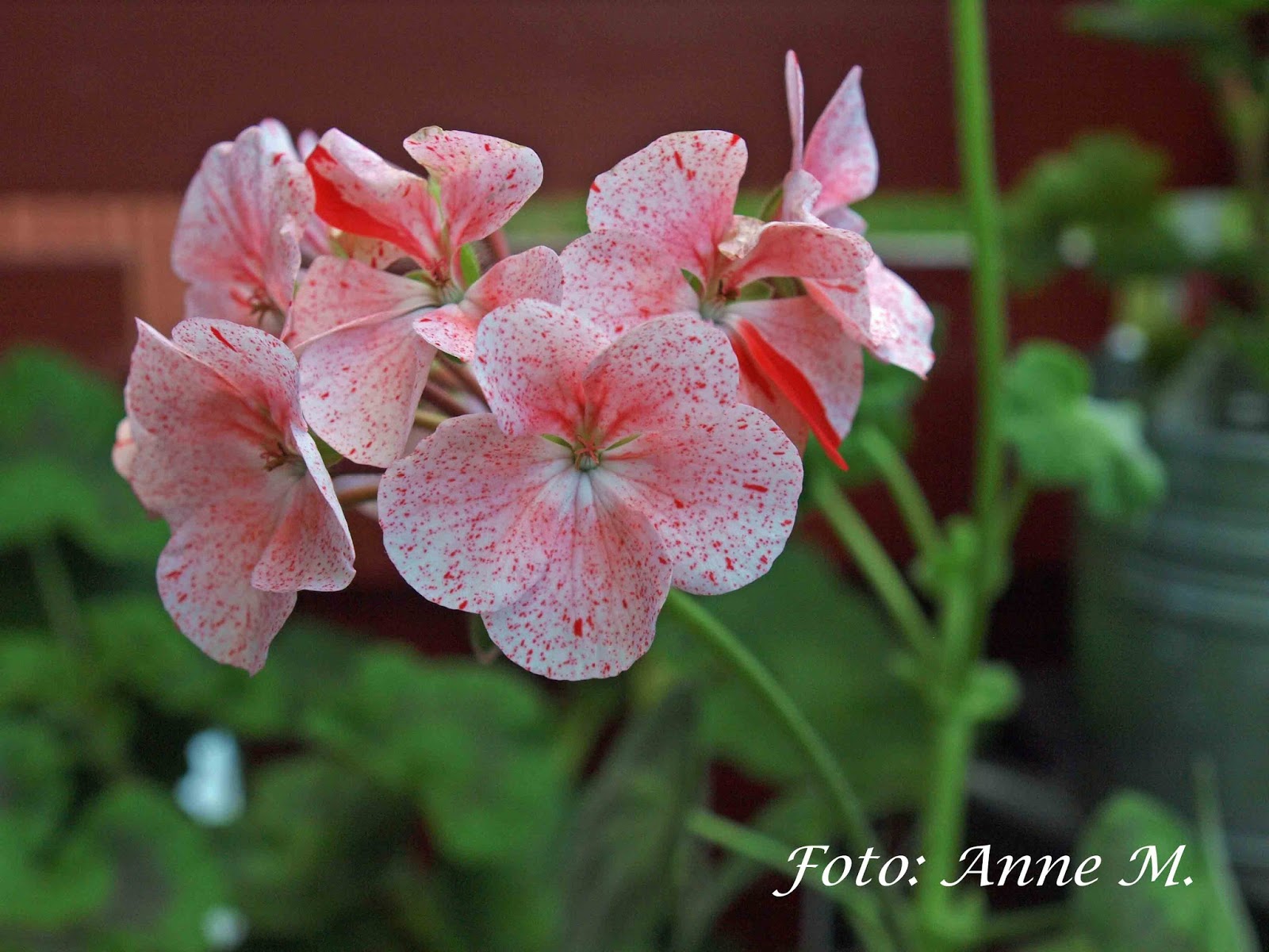 Mine vakre pelargoner: Asarnas Loke