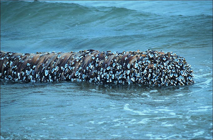 Kumpulan Cacing Aneh Di Pantai - Berita Aneh dan Unik Terbaru