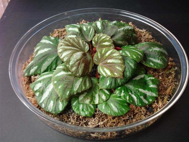 Petal Tones the Blog Edition: Growing pink-leaved Episcias in Terrariums