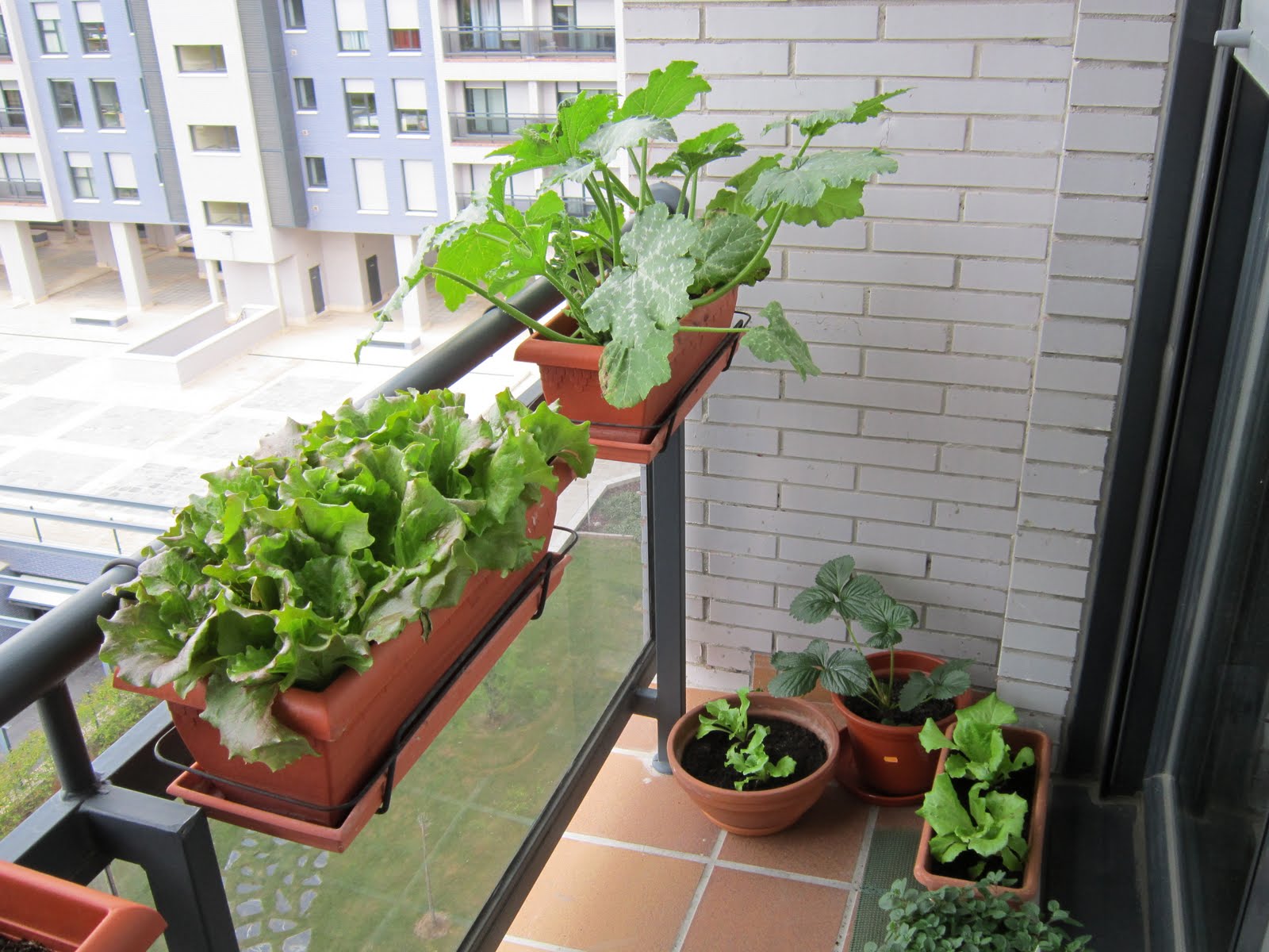 El Diario de la Rondilla: Un huerto en mi balcón