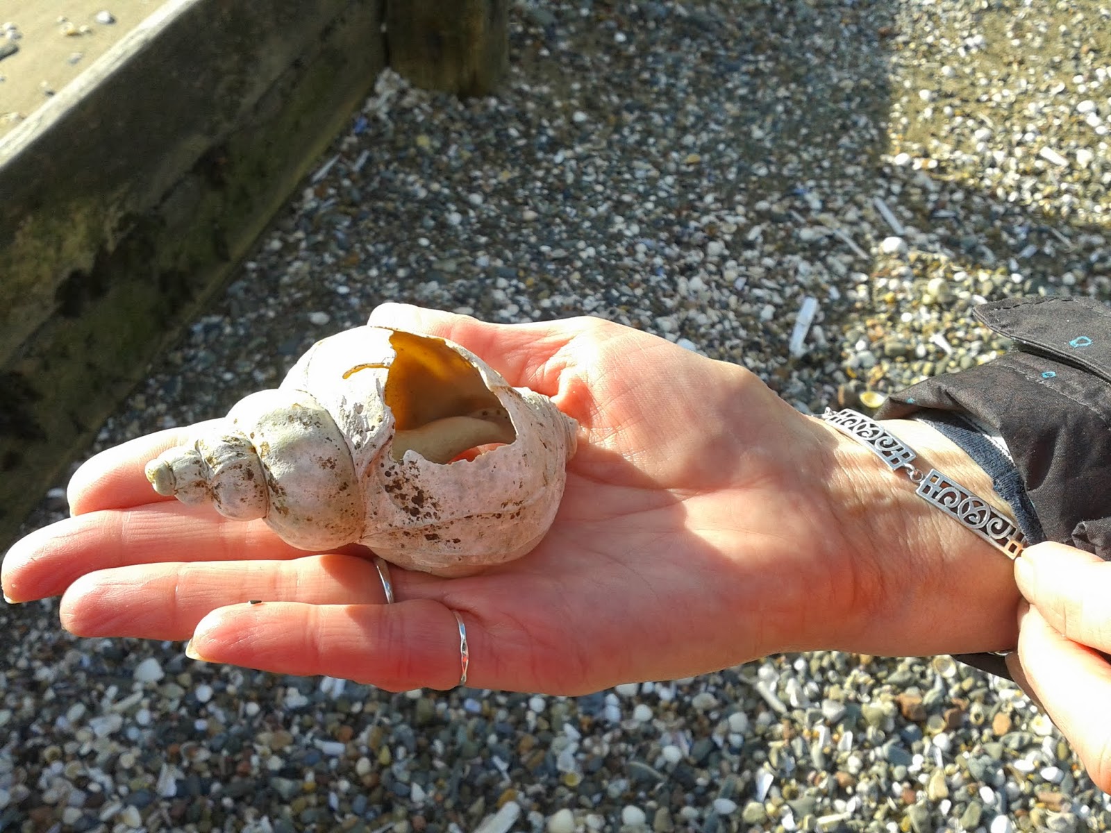 Exploring North Wales: Shell shocked!
