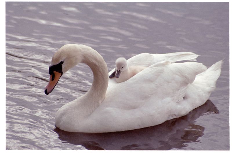 Why Name It That?: Baby Animal Names