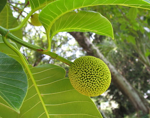 biojojo: Gempol (Nauclea orientalis L.)