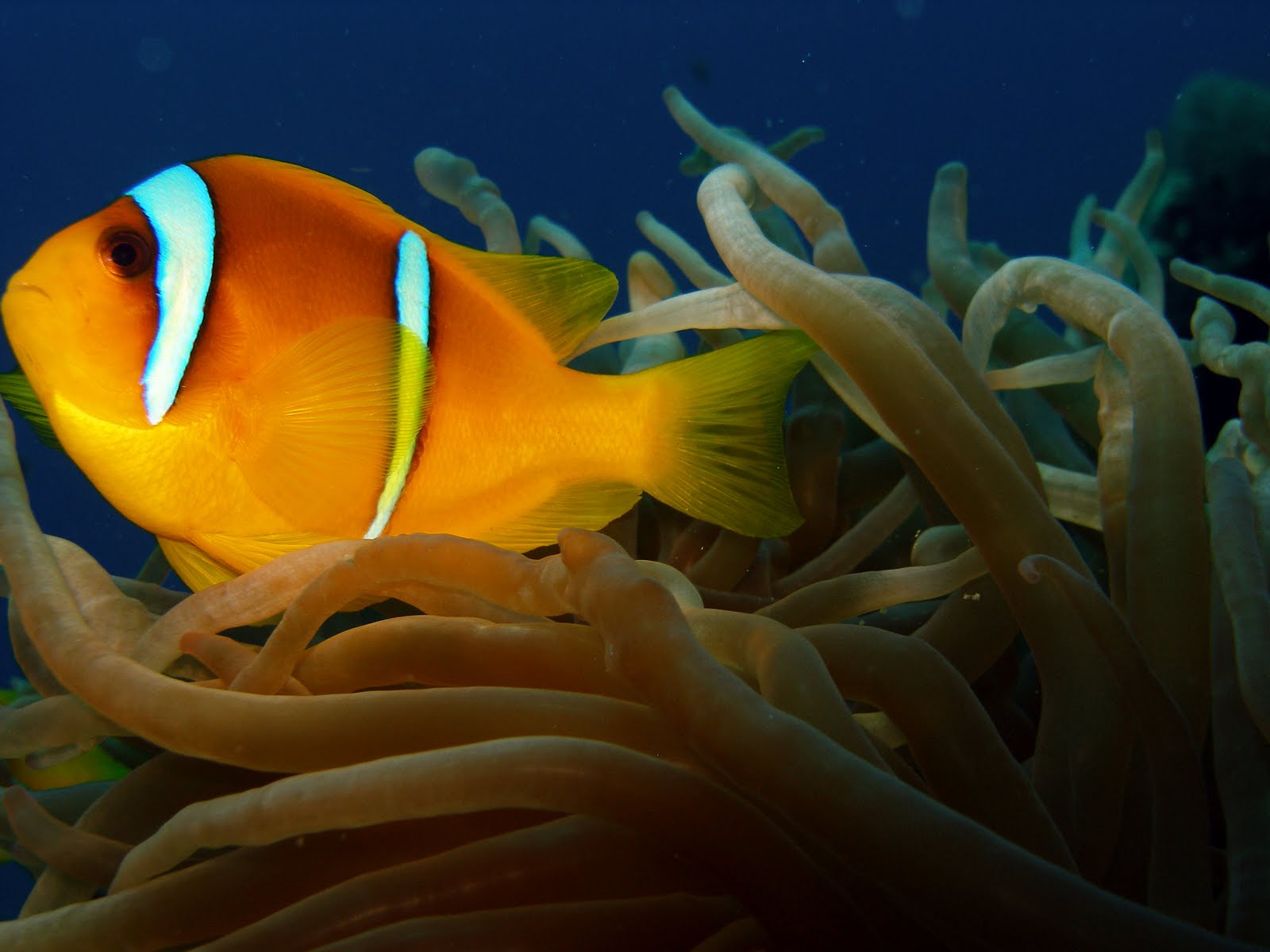 Reef Oasis Dive Club