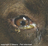 Dog Abc: Dog Eye Cataracts