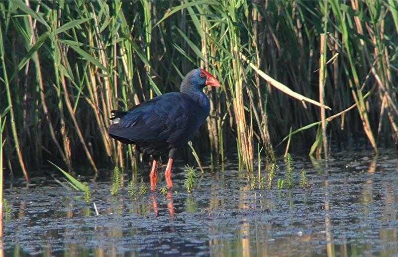 Bob the Birder: The Purple Swamphen at Minsmere rspb