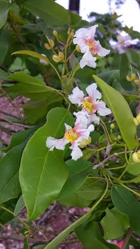Flora de Puerto Rico Ilustrada Papo Vives: BIGNONIACEAE CATALPA ...
