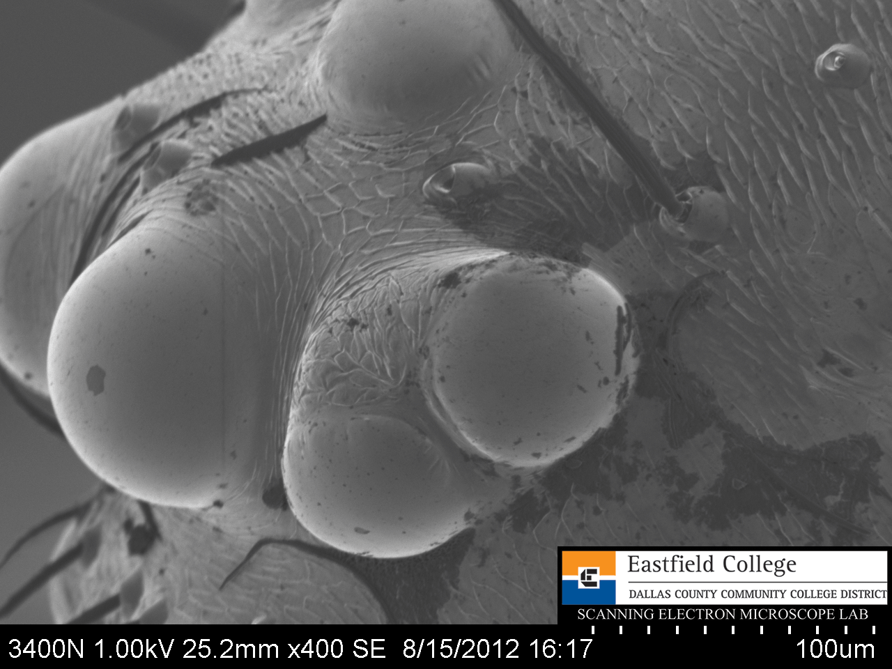 Scanning Electron Microscope Blog: Itsy Bitsy Spider - The Scanning ...