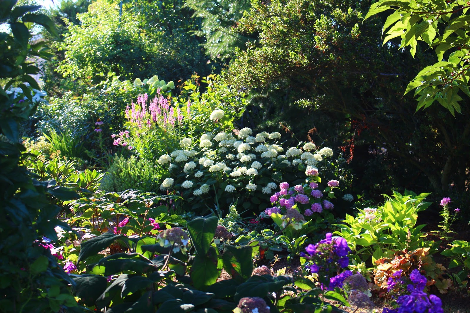 Roses du jardin Chêneland: Annabelle, un hydrangea idéal pour...