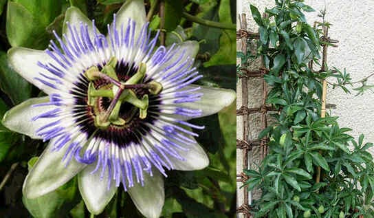 Brasil (Flora y Fauna)