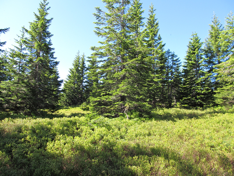 Escursionismo a 360°: Alpe Tre Potenze e Gomito (per il Lago del Greppo) EE