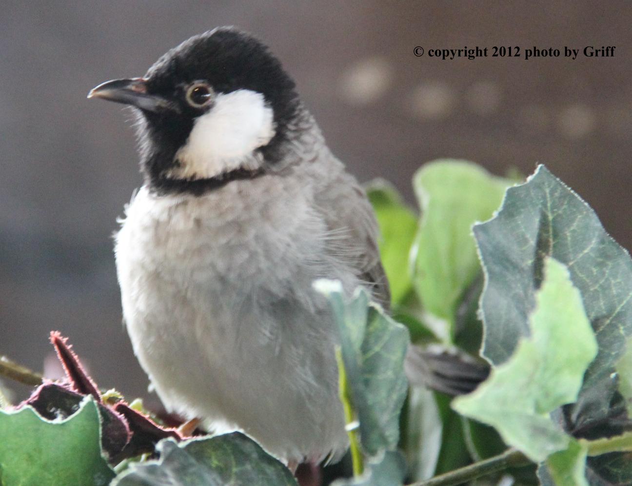 Griff's Bird Photos: Bulbul (White-cheeked)