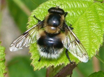 Valley Naturalist: Welsh Chafer