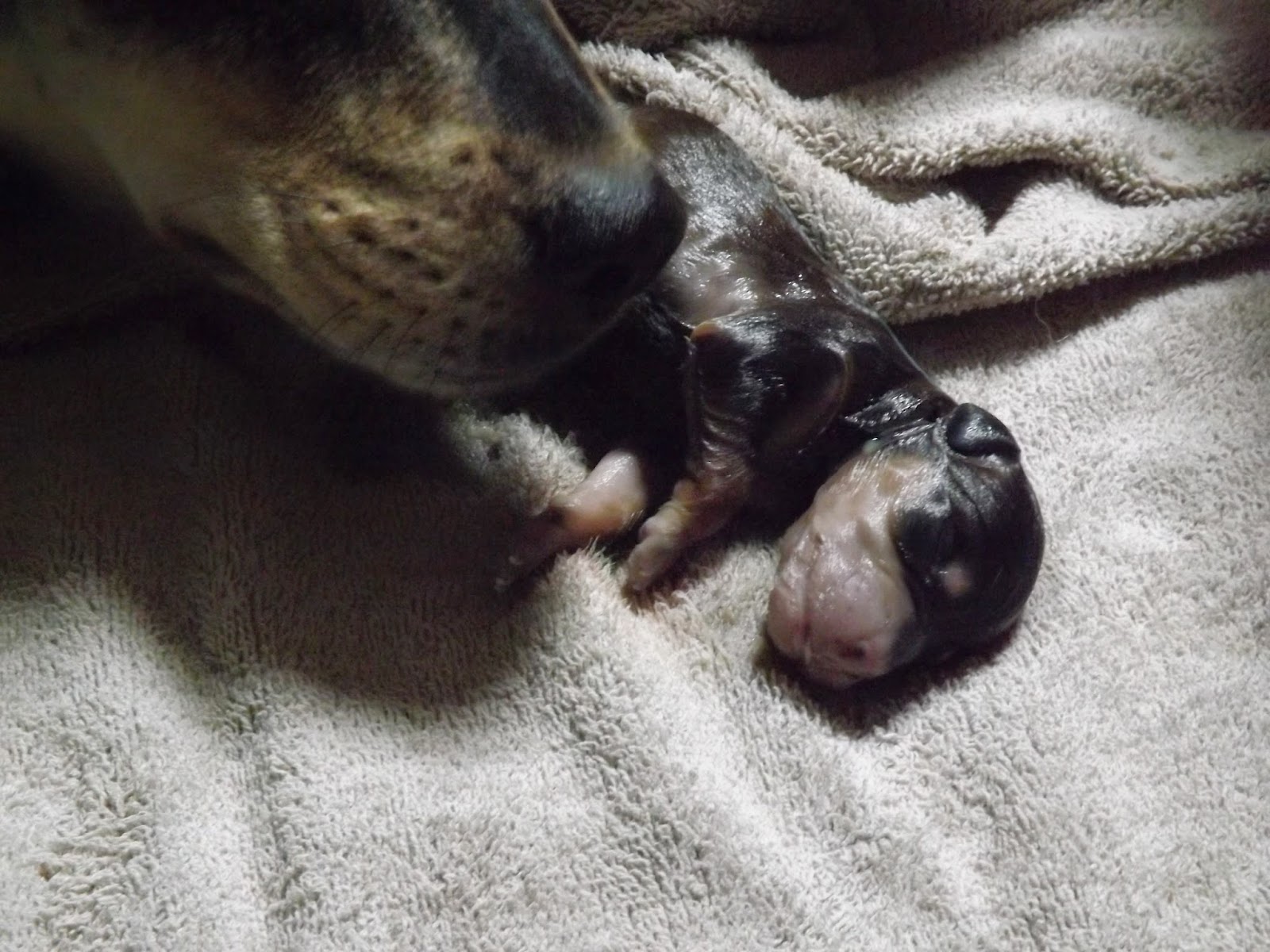A year in the life of a small family farm in America: Good afternoon ...