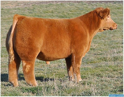 Lembu Pelik Ini Mempunyai Bulu Paling Lembu dan Gebu Sekali Didunia ...