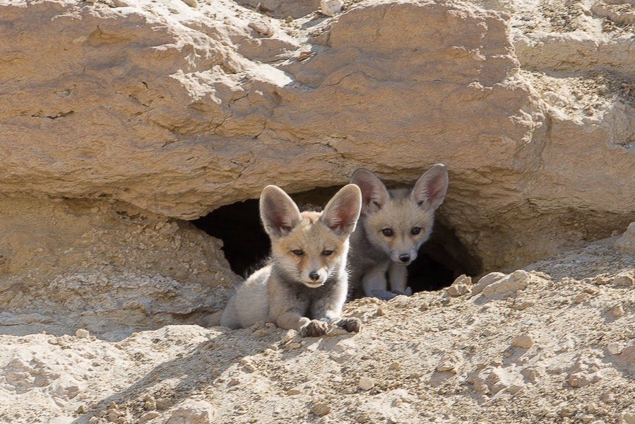 Birds of Saudi Arabia: Arabian Red Fox cubs – Jebal Nayriyyah