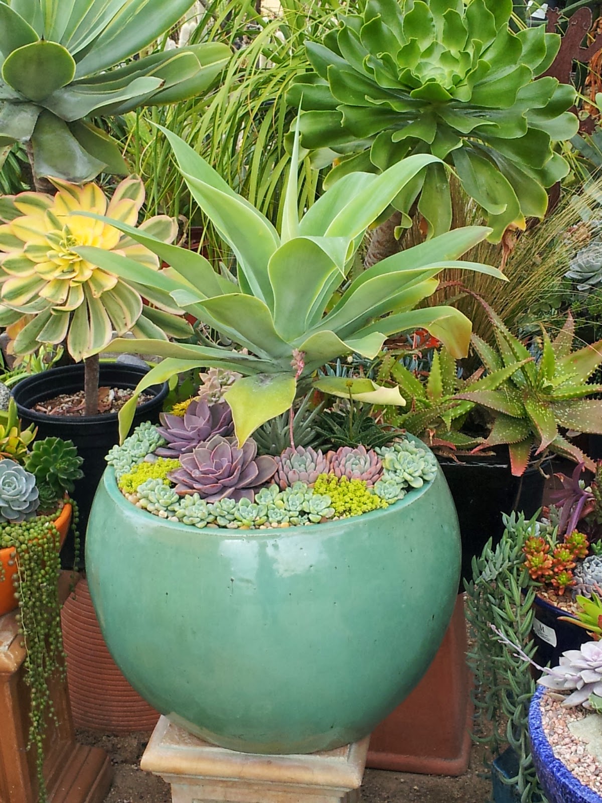 Studio, Garden & Bungalow: It's Cactus Time: California Cactus Center